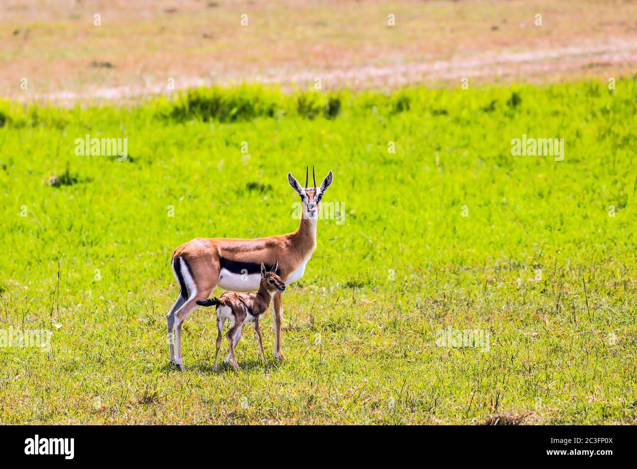 The springbok antelope with a calf Stock Photo - Alamy