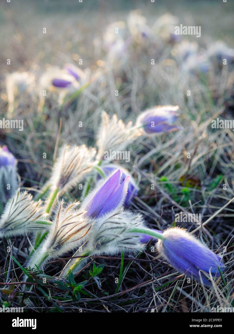 Spring pasqueflowers hi-res stock photography and images - Alamy
