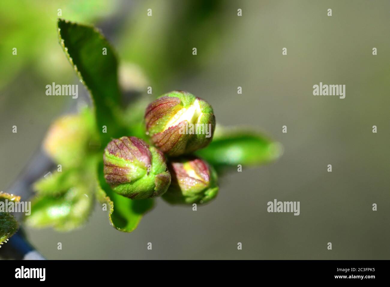 Tree bud hi-res stock photography and images - Alamy