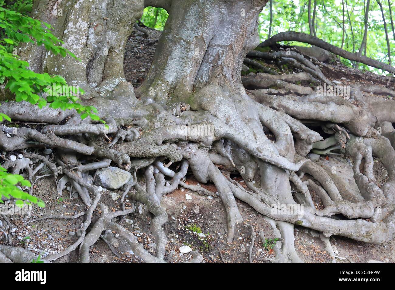 Branched plants hi-res stock photography and images - Alamy