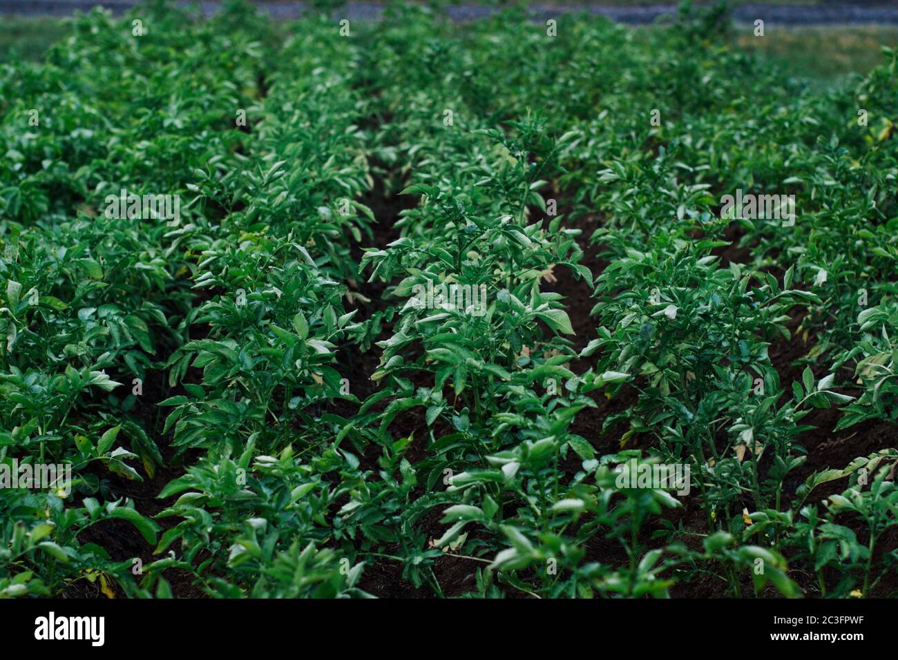 Potato plants growing in garden Stock Photo - Alamy