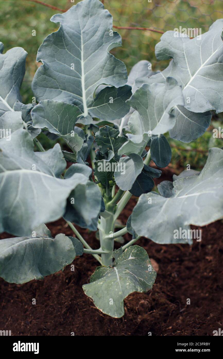 Broccoli growing outdoors in the garden Stock Photo - Alamy