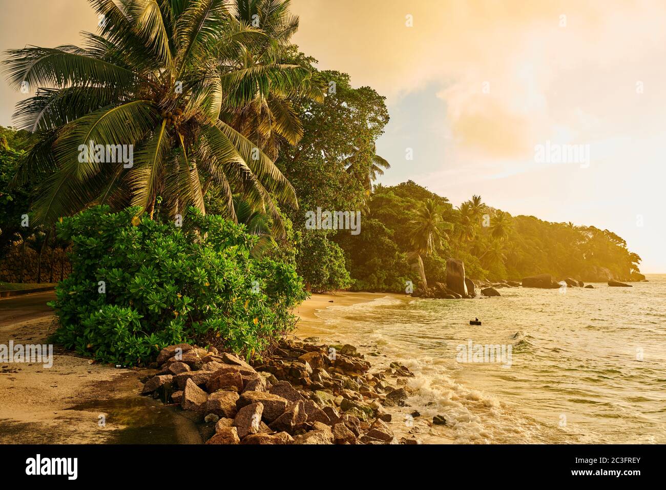 Beach with palm tree and rocks landscape Stock Photo - Alamy