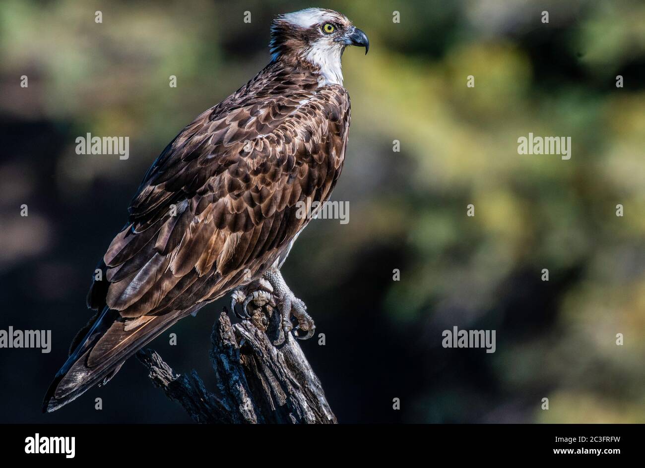 Arizona desert osprey hi-res stock photography and images - Alamy