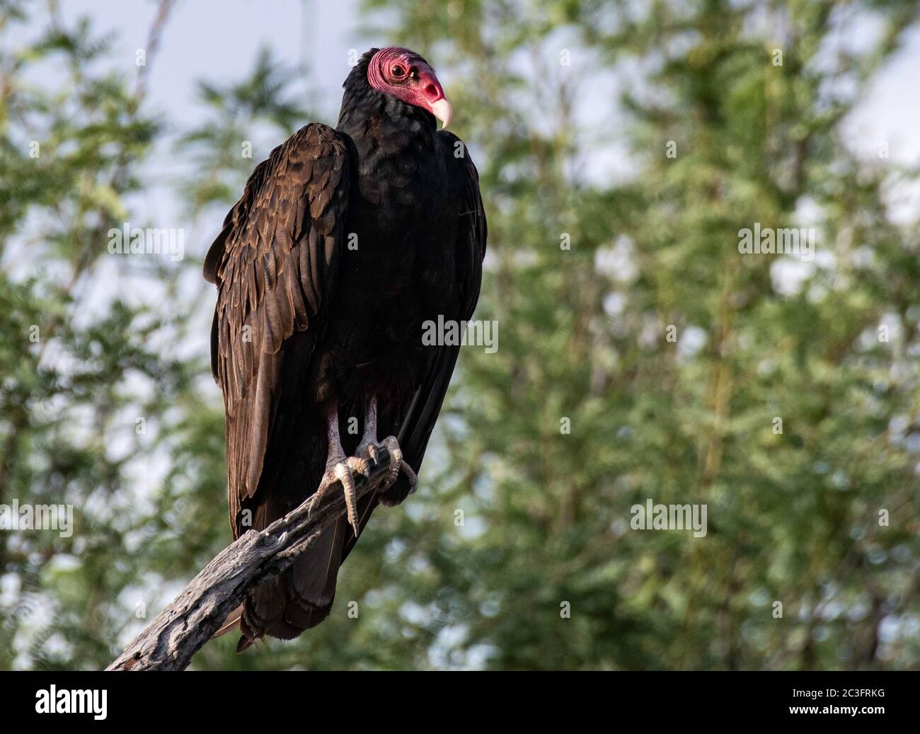 Vulture posing hi-res stock photography and images - Alamy