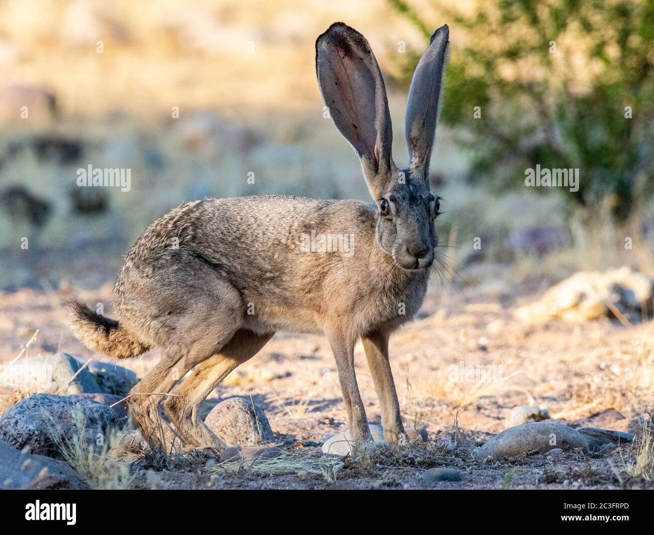 Black-tailed Jack Rabbit Stock Photo - Alamy