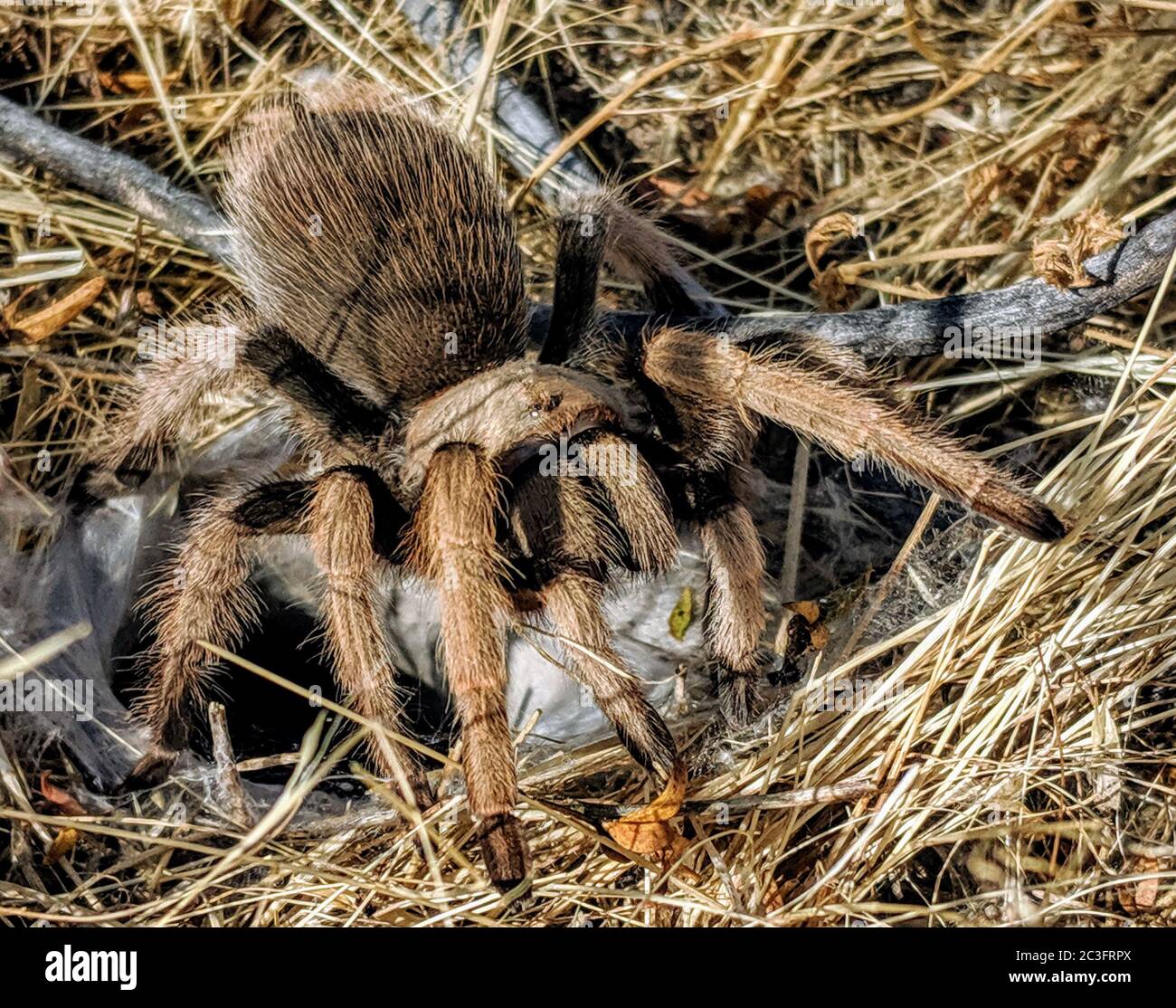 Tarantula den hi-res stock photography and images - Alamy