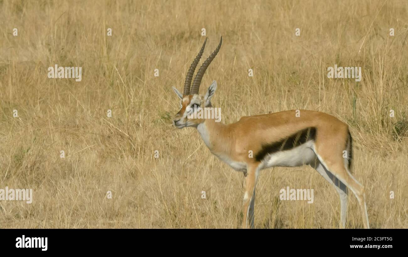 a thompson's gazelle buck grooming in masai mara Stock Photo - Alamy