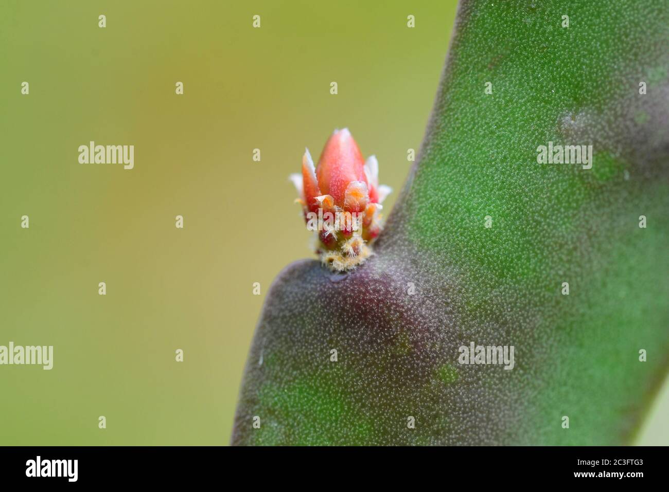 Cactus with bud hi-res stock photography and images - Alamy