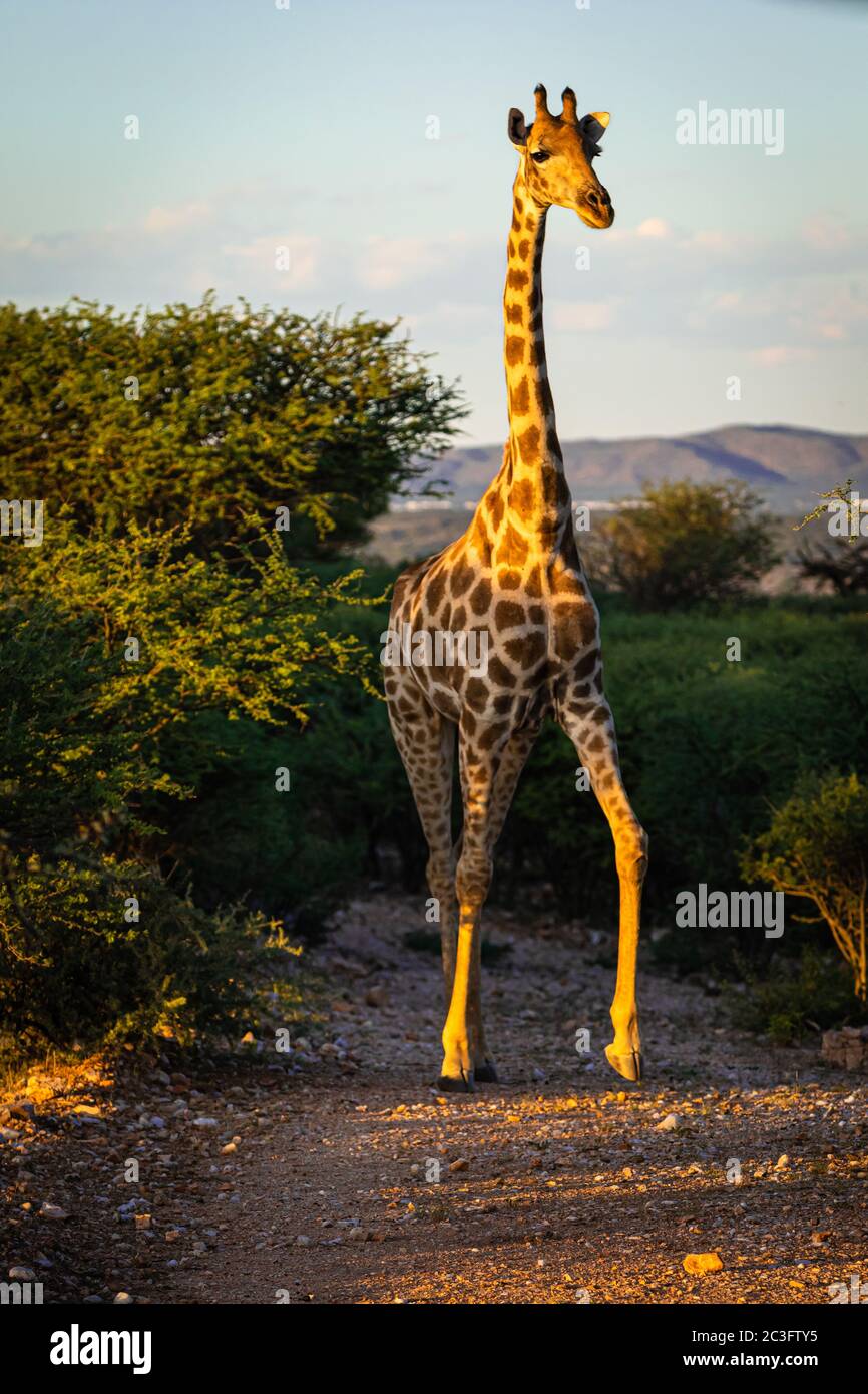 Giraffe in Namibia, Safari Tour Stock Photo - Alamy