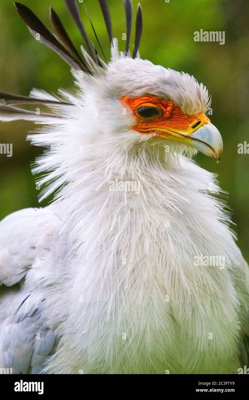 Secretarybird (Sagittarius serpentarius) in Namibia Stock Photo - Alamy