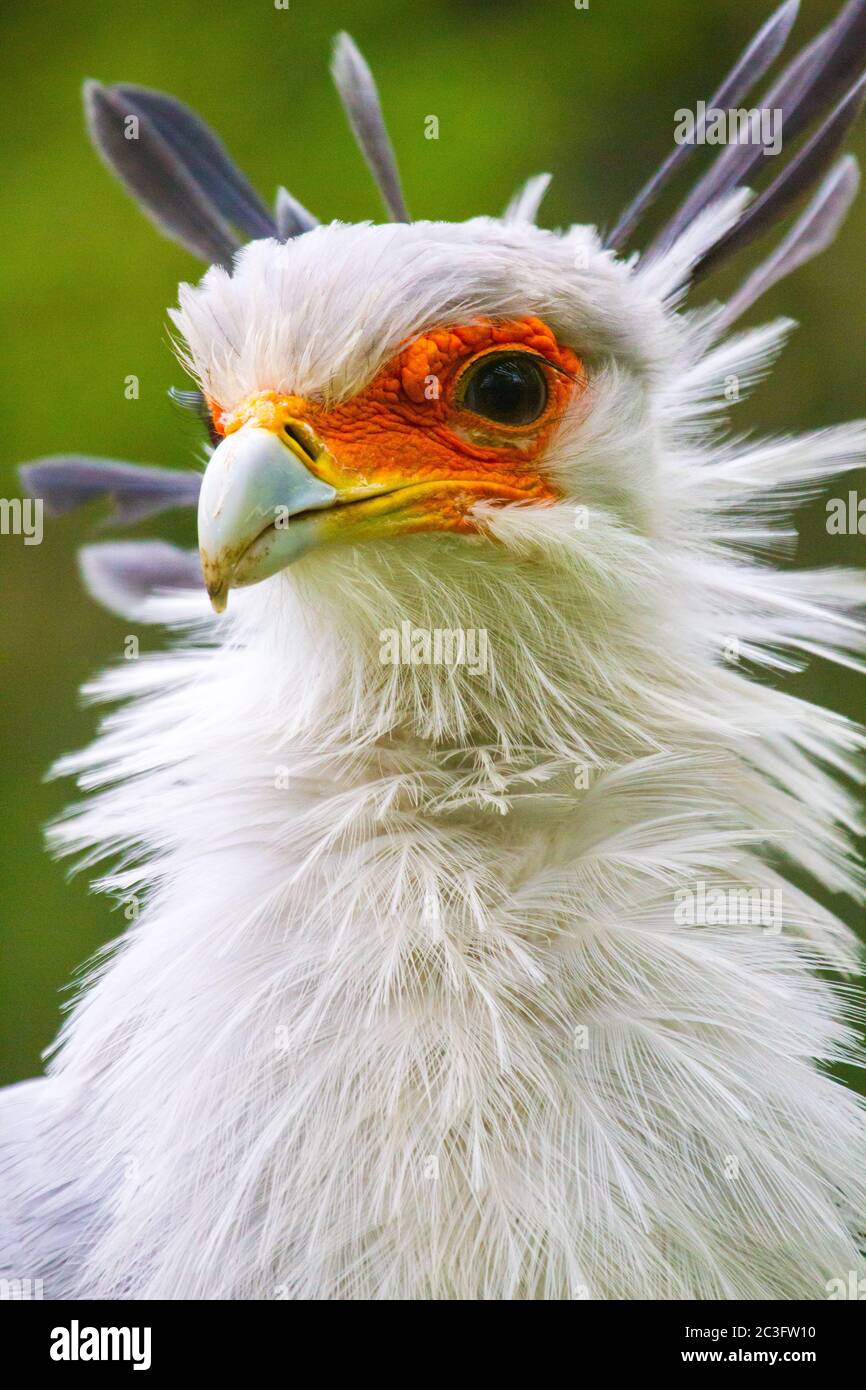 Secretarybird (Sagittarius serpentarius) in Namibia Stock Photo - Alamy
