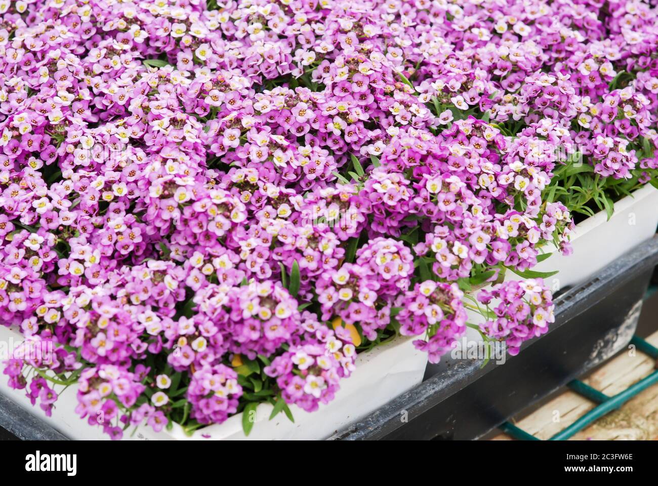 Alyssum flowers. Alyssum in sweet colors. Alyssum in a black tray on ...