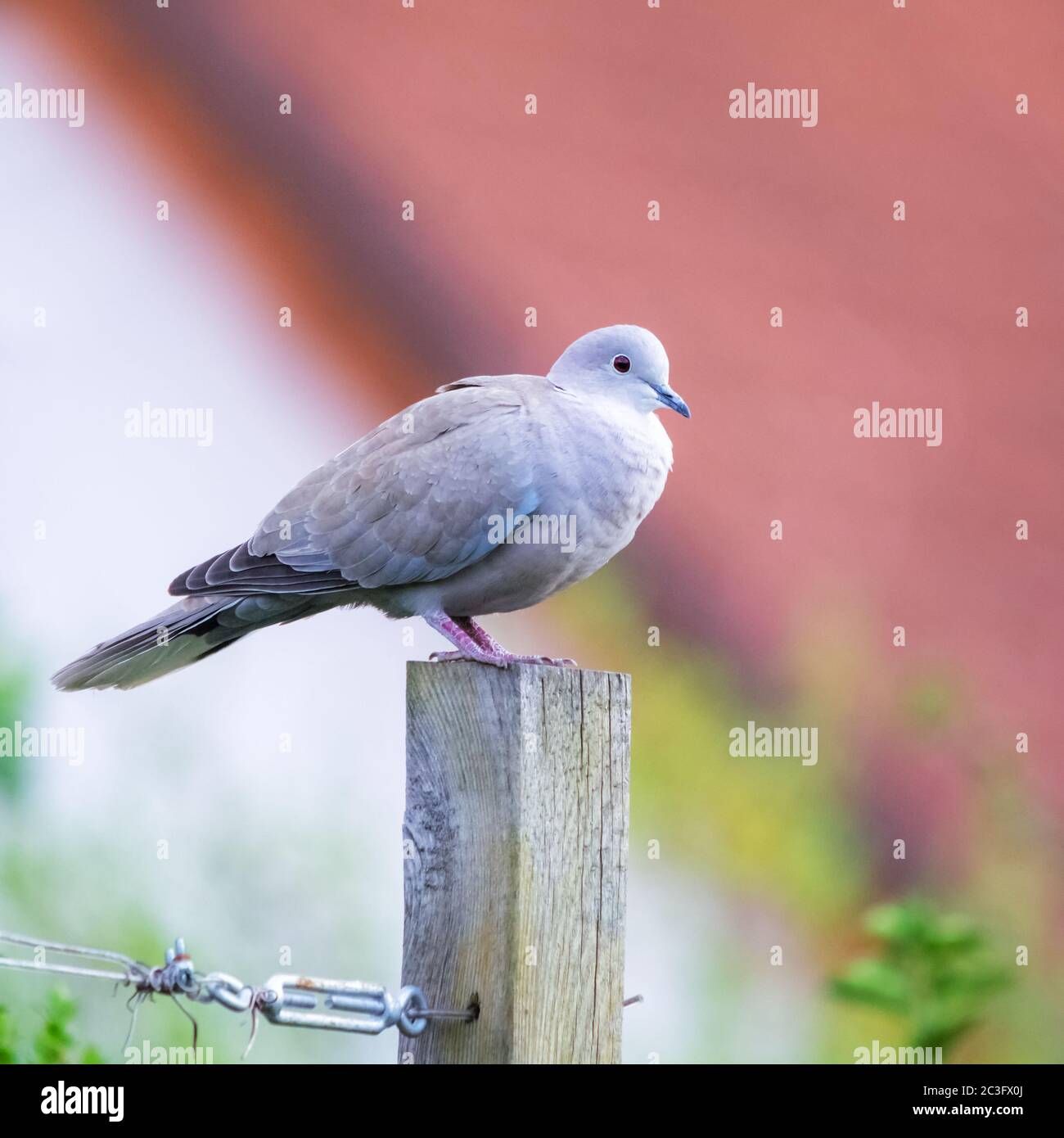 Pidgeon beak hi-res stock photography and images - Alamy