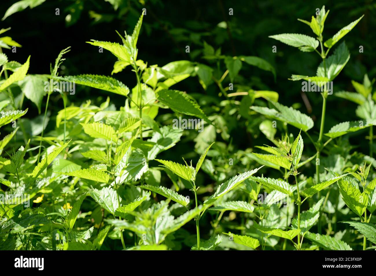 Green nettle leaves in the summer forest on a sunny day. Medicinal ...