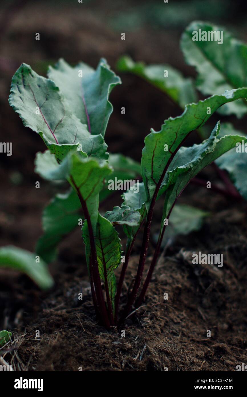 Beets growing in ground garden hi-res stock photography and images - Alamy