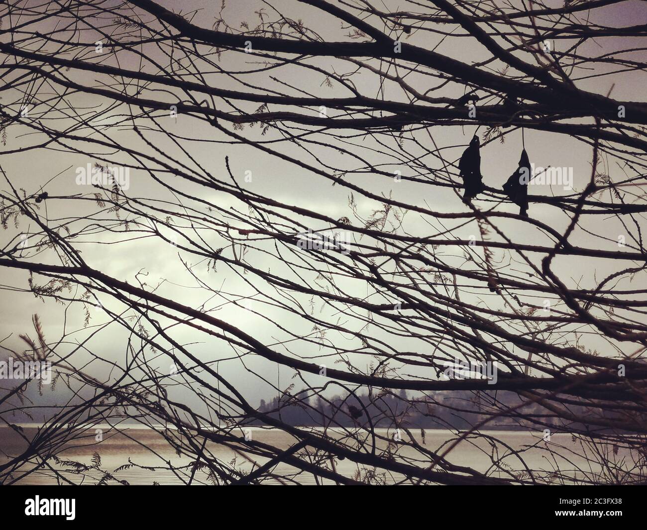 Wind leaves hi-res stock photography and images - Alamy