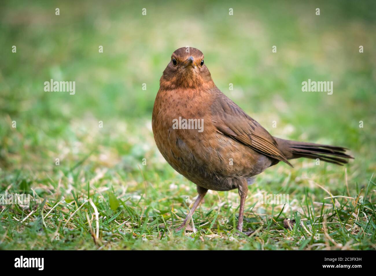 Female blackbird in the garden hi-res stock photography and images - Alamy