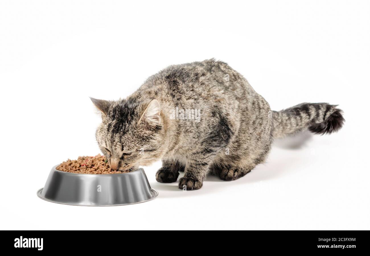 Mutt cat hi-res stock photography and images - Alamy