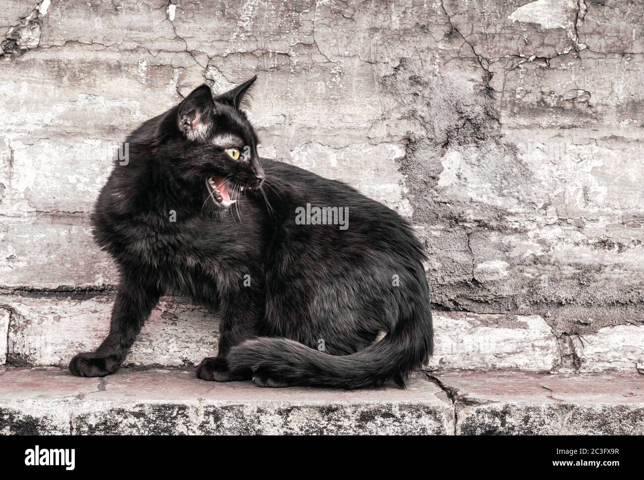 Aggressive cat hi-res stock photography and images - Alamy