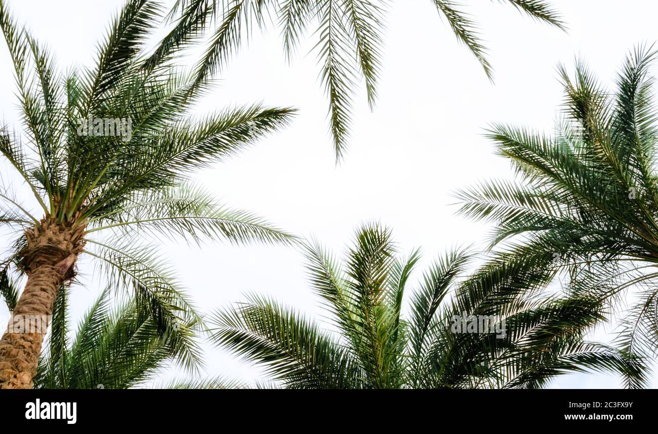 Branches tropics hi-res stock photography and images - Alamy