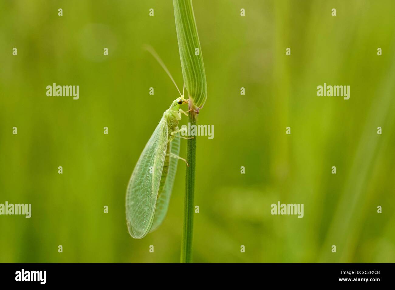 Entomology and lacewing hi-res stock photography and images - Alamy
