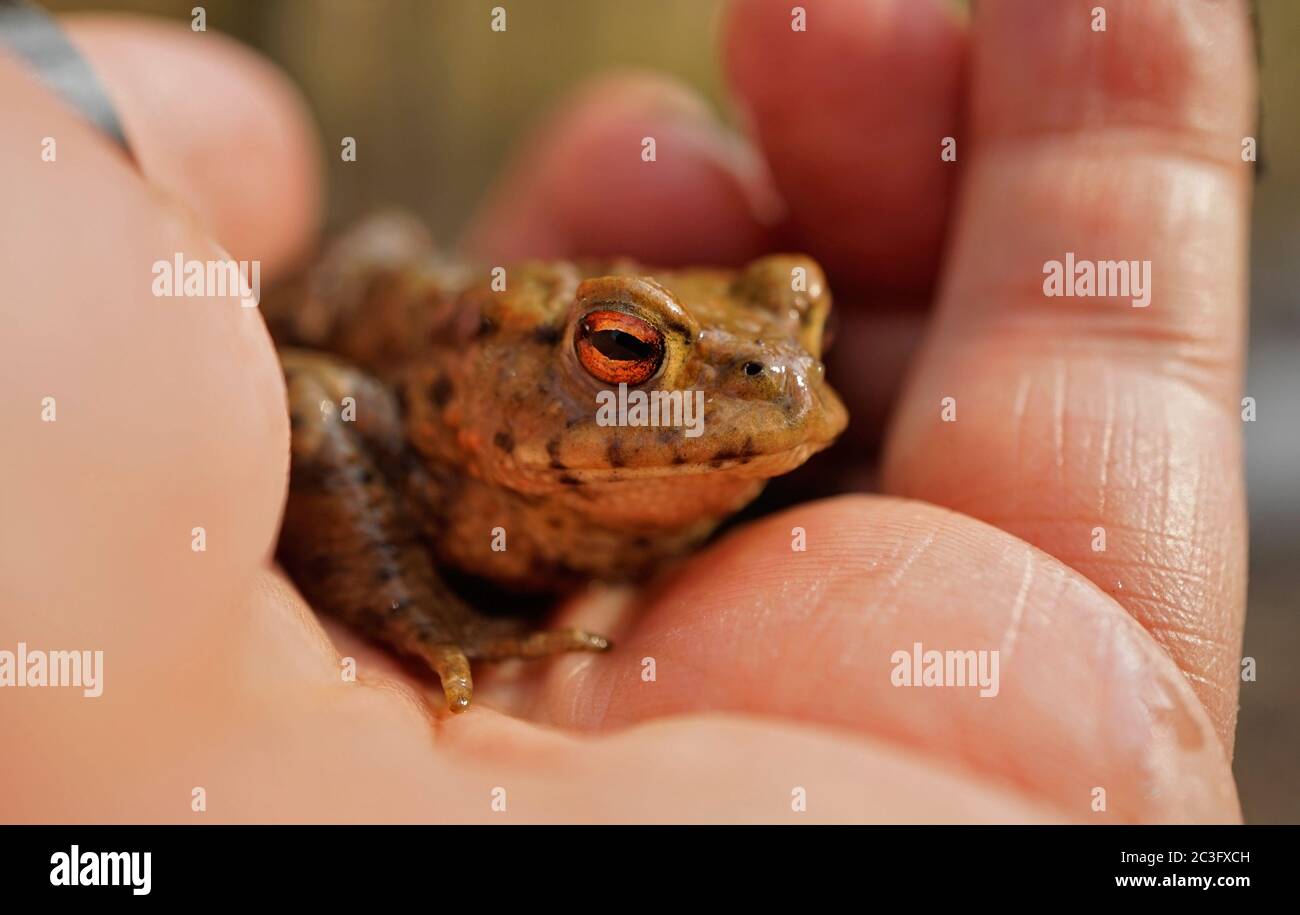 Close up of a common toad Stock Photo - Alamy
