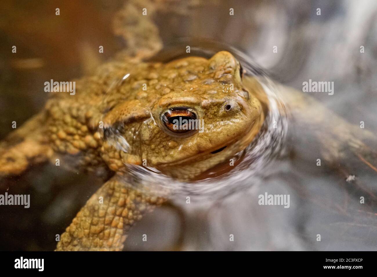 Close up of a common toad Stock Photo - Alamy