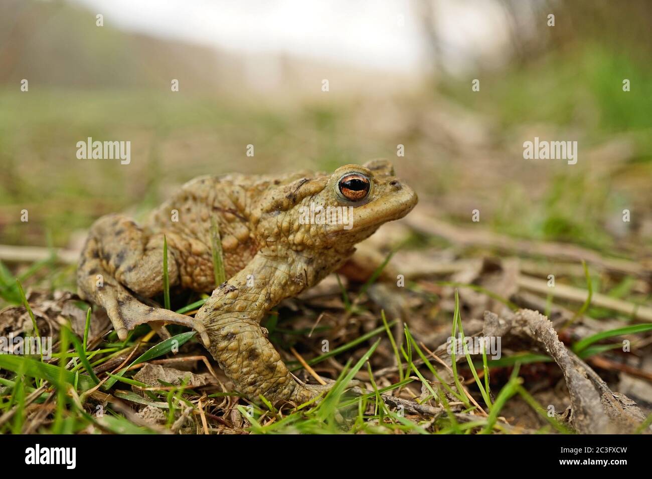 Common toad migration hi-res stock photography and images - Alamy