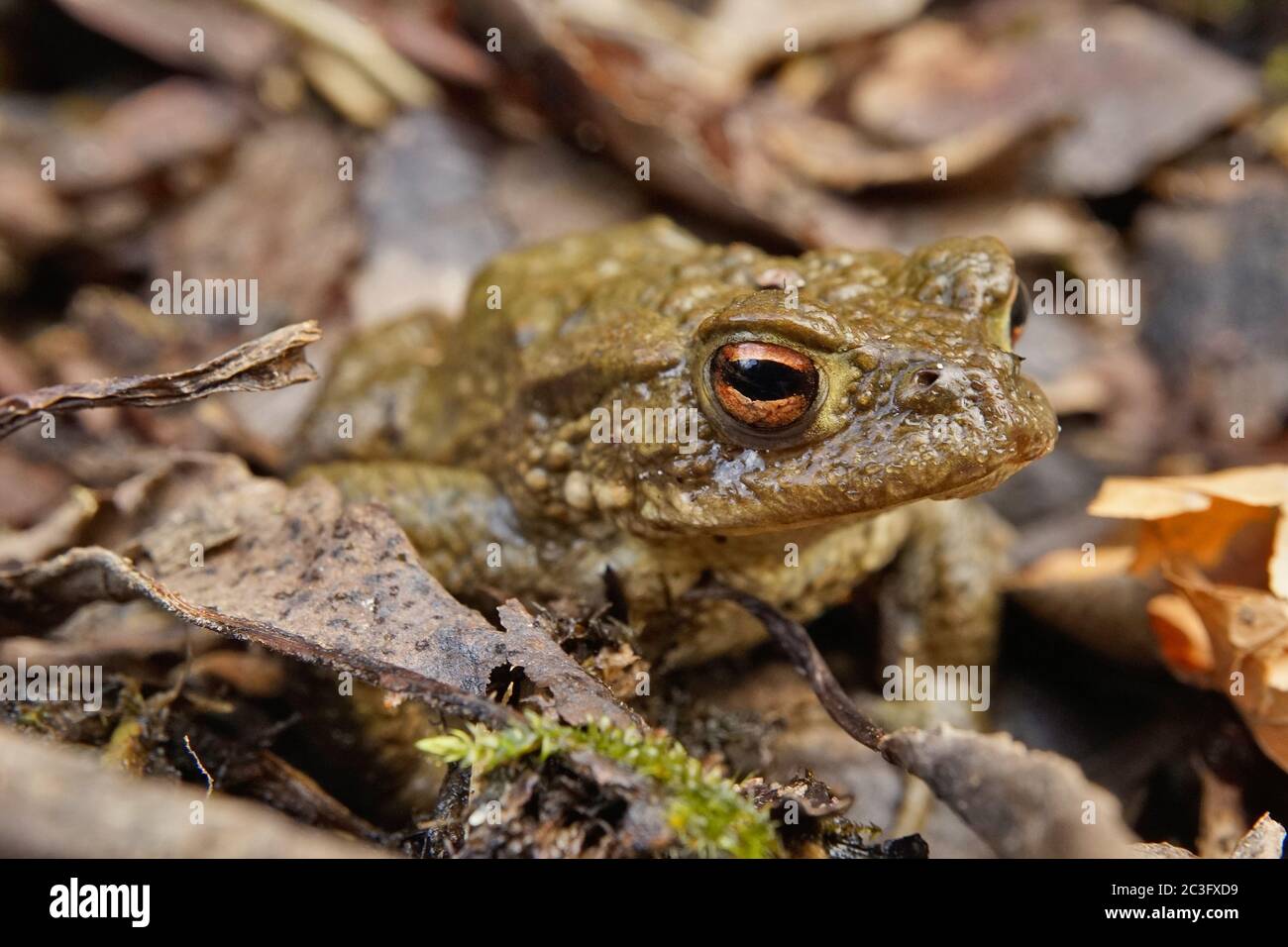 Amphibian migration hi-res stock photography and images - Alamy