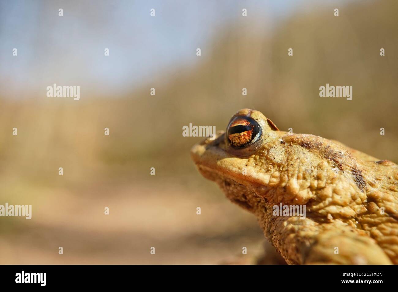Common toad on the migration Stock Photo - Alamy