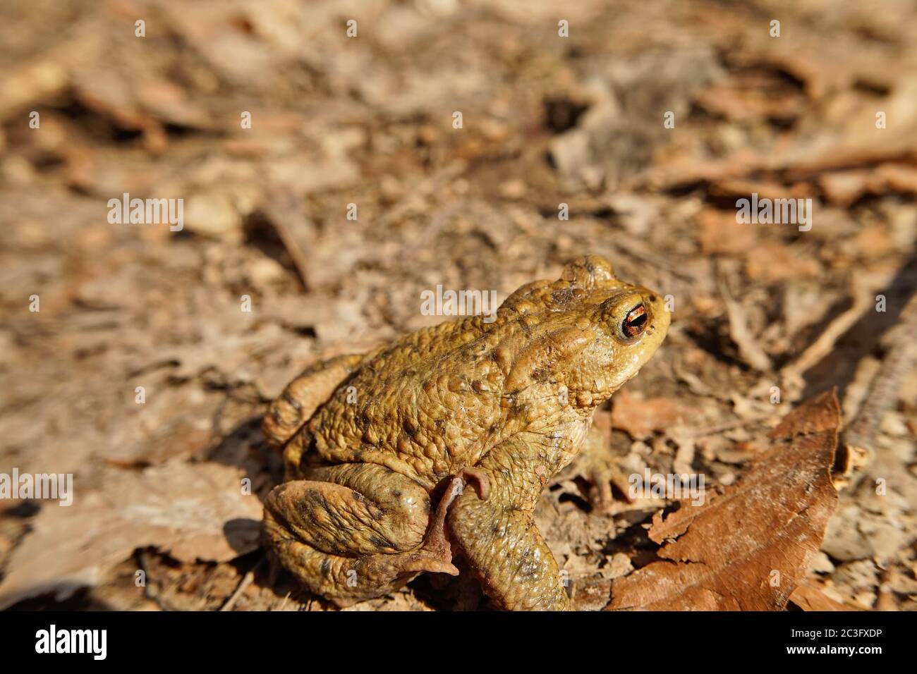 Common toad on the migration Stock Photo - Alamy