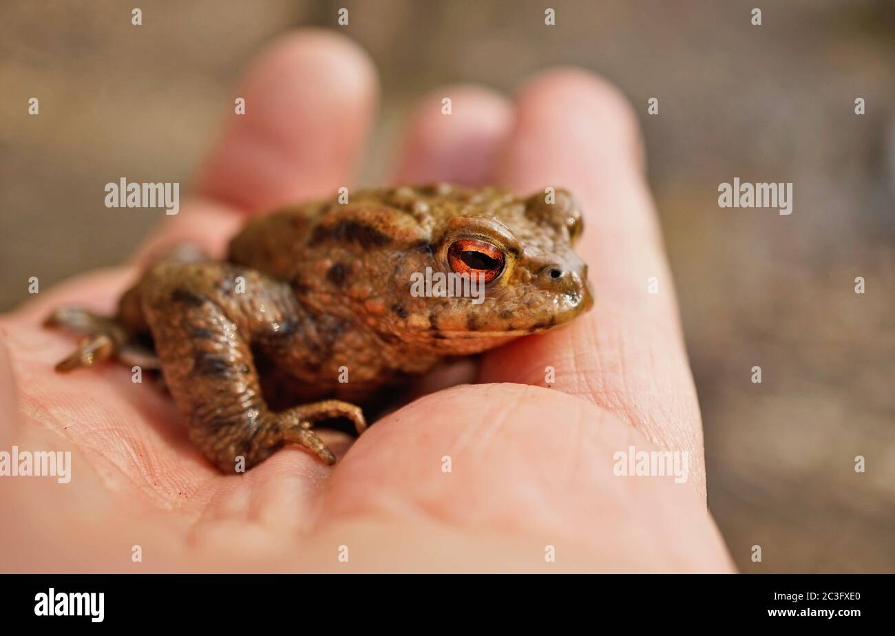 Toad up close hi-res stock photography and images - Alamy