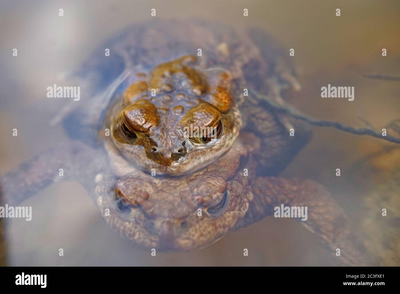 Two common toads mating Stock Photo - Alamy