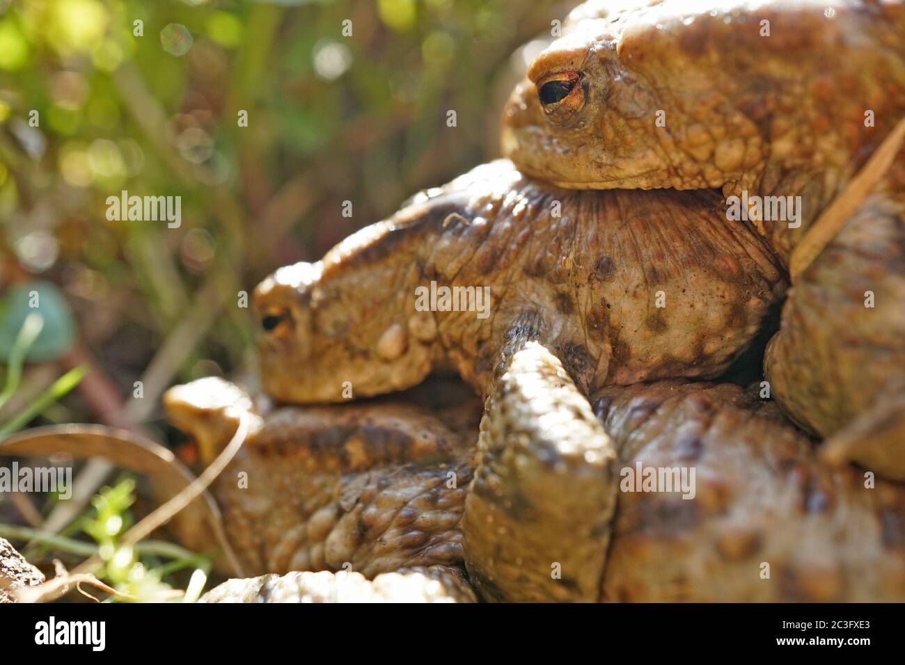 Common toad on the migration Stock Photo - Alamy