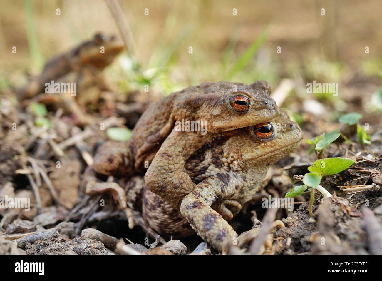 Common toad on the migration Stock Photo - Alamy