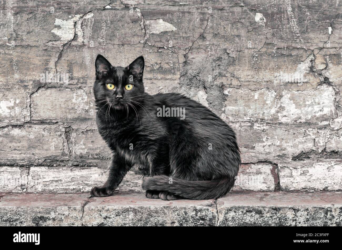 Old black cat hi-res stock photography and images - Alamy
