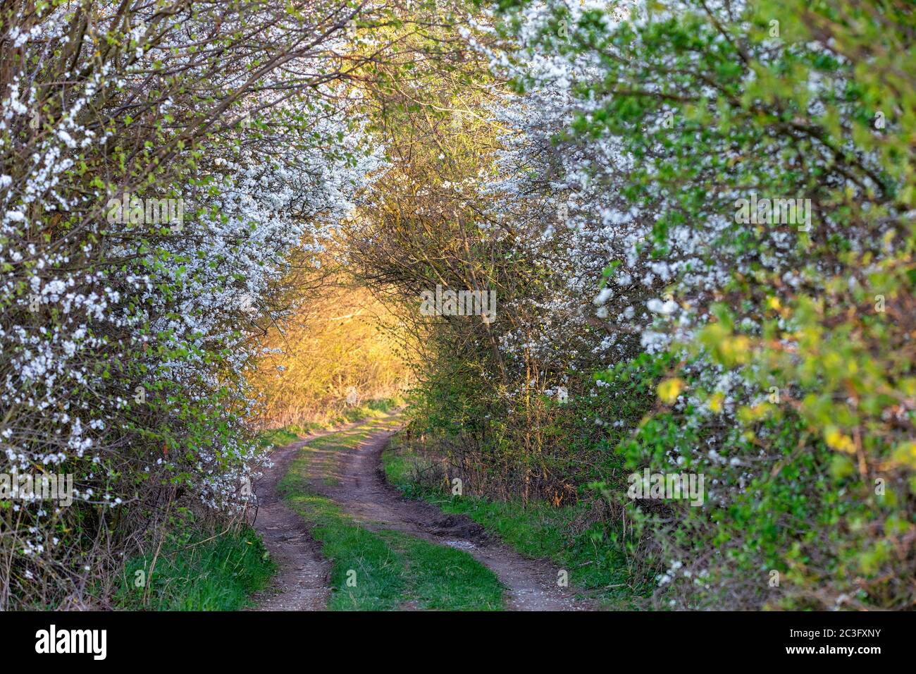 countryside rural forest path in spring time Stock Photo - Alamy