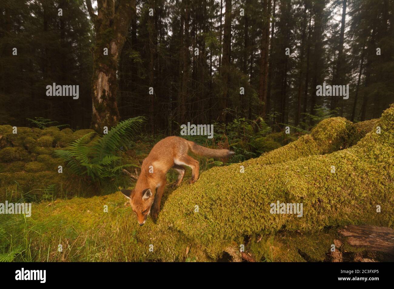 Red fox (vulpes vulpes) Loch Lomond and the Trossachs National Park ...