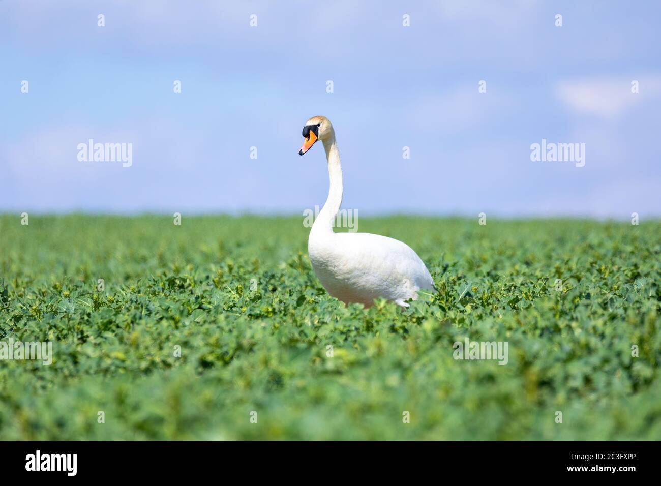 common big bird mute swan on green rape field Stock Photo - Alamy