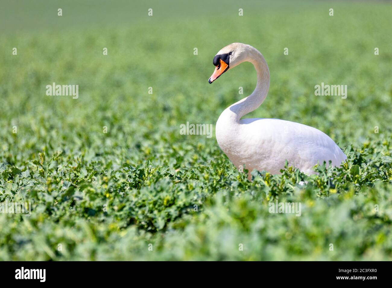common big bird mute swan on green rape field Stock Photo - Alamy