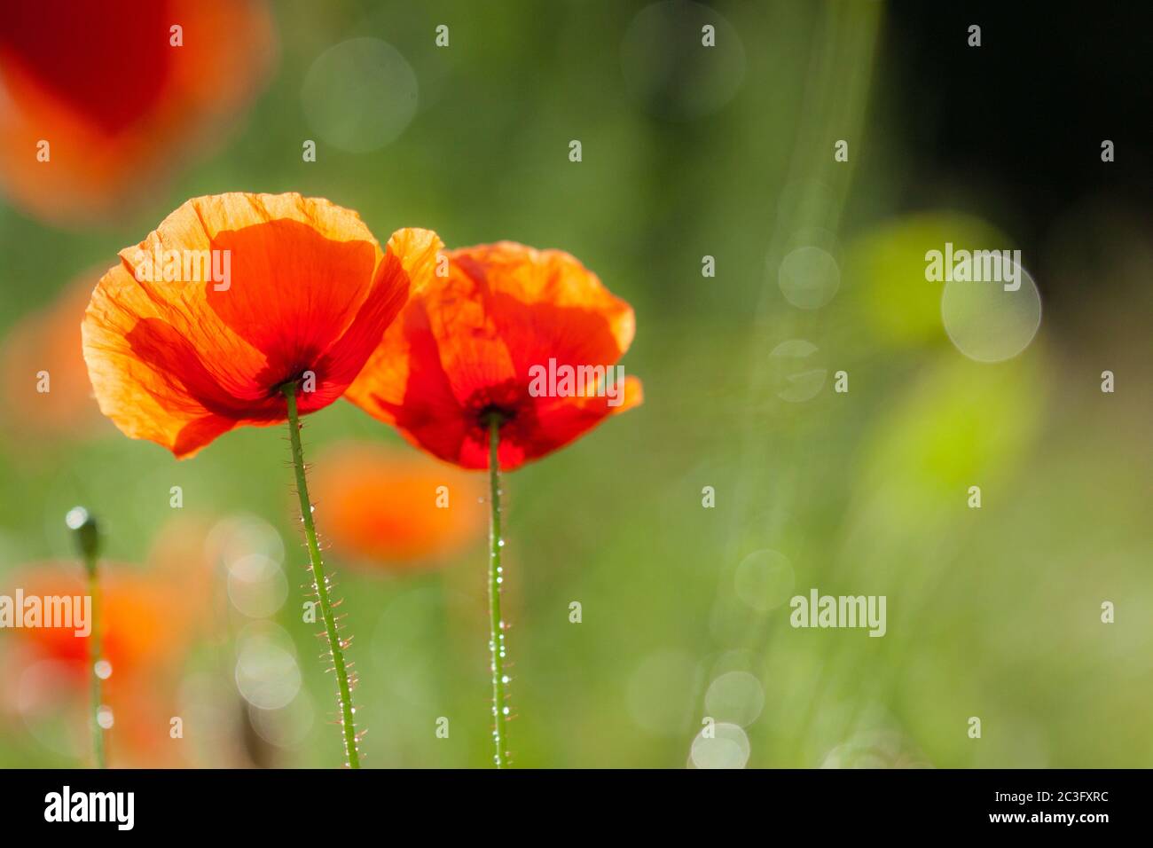 corn poppy, corn rose (Papaver rhoeas Stock Photo - Alamy