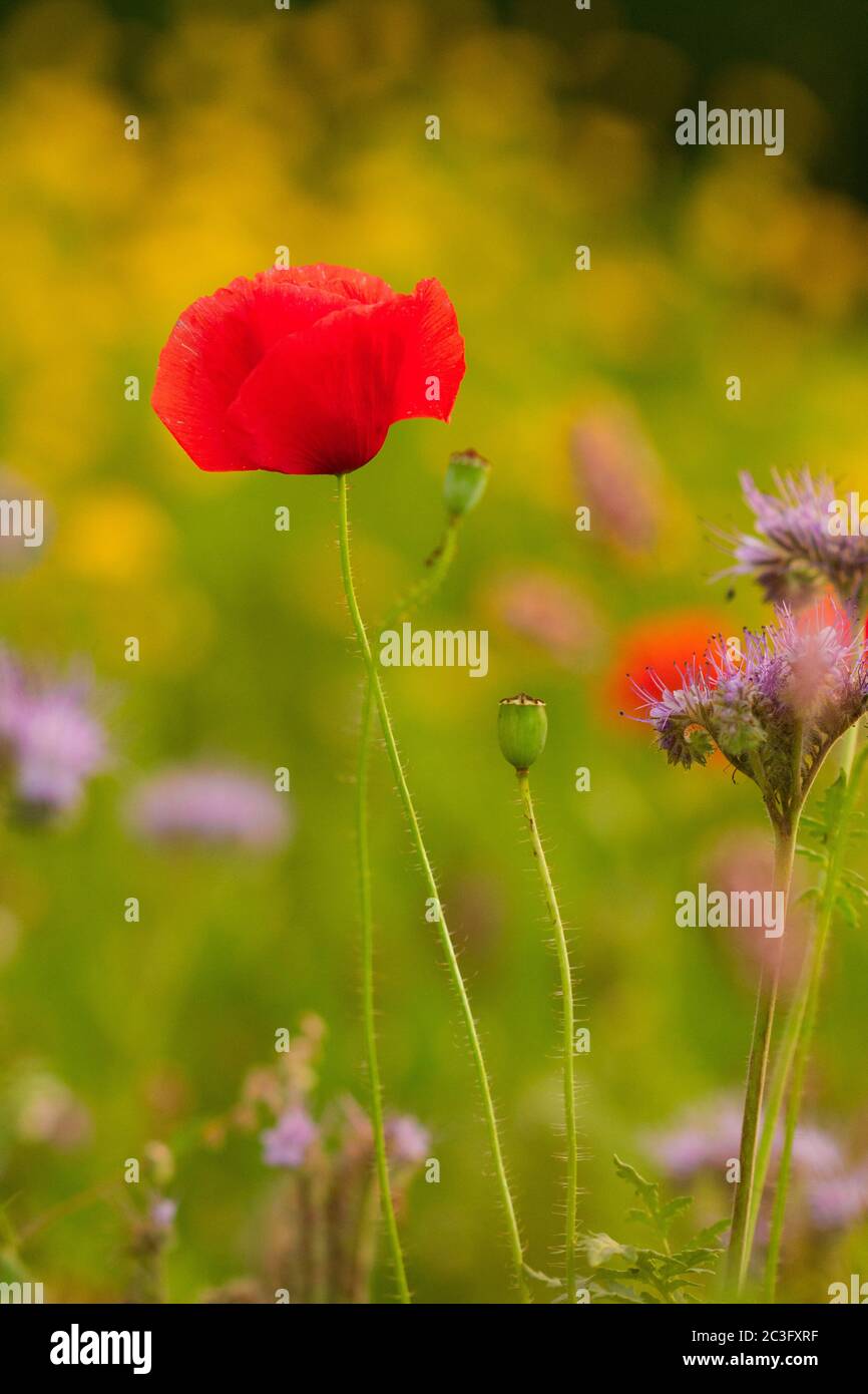 corn poppy, corn rose (Papaver rhoeas Stock Photo - Alamy