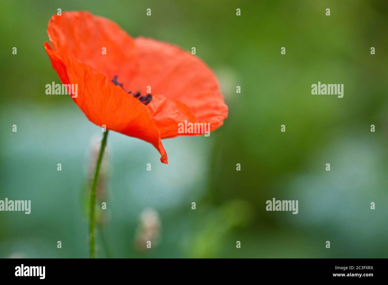 corn poppy, corn rose (Papaver rhoeas Stock Photo - Alamy