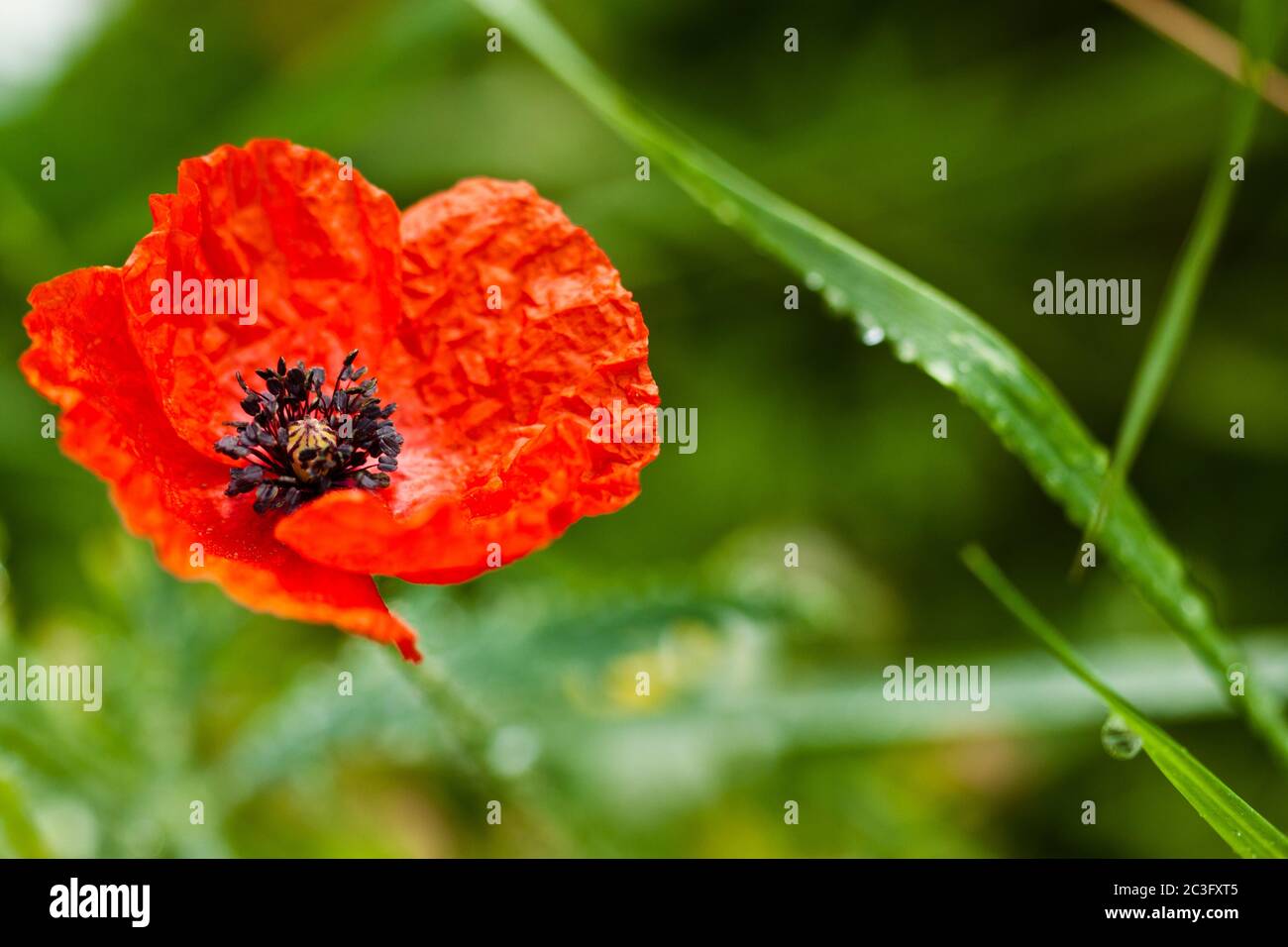 corn poppy, corn rose (Papaver rhoeas Stock Photo - Alamy