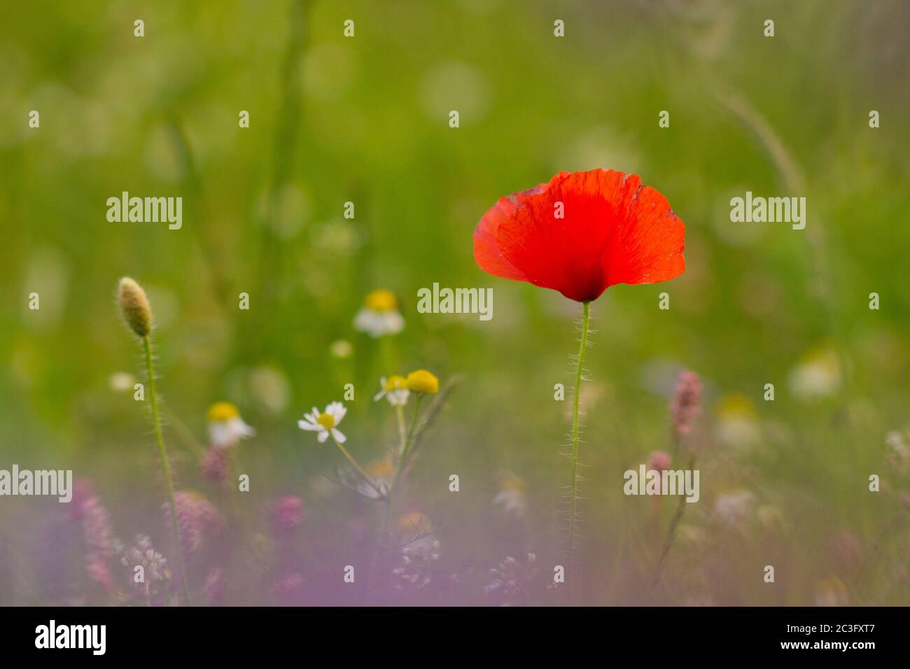 corn poppy, corn rose (Papaver rhoeas Stock Photo - Alamy