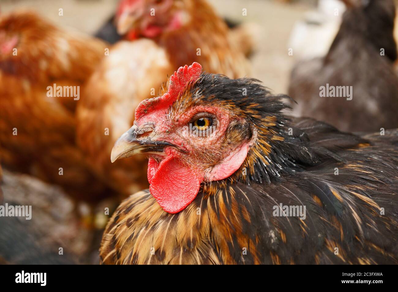 Close up view of a chicken Stock Photo - Alamy