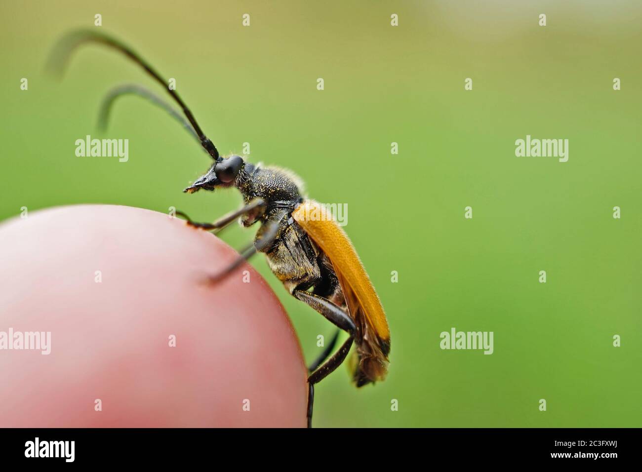 Spruce Beetle Eating
