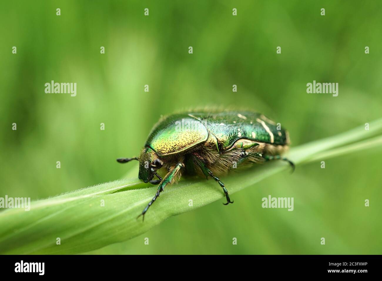 Close up of a rose beetle Stock Photo - Alamy