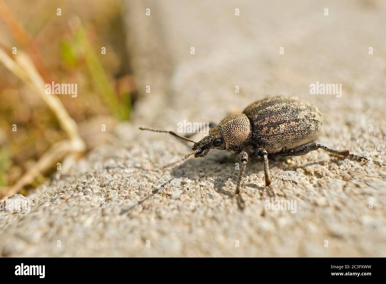 Vine weevil leaf hi-res stock photography and images - Alamy